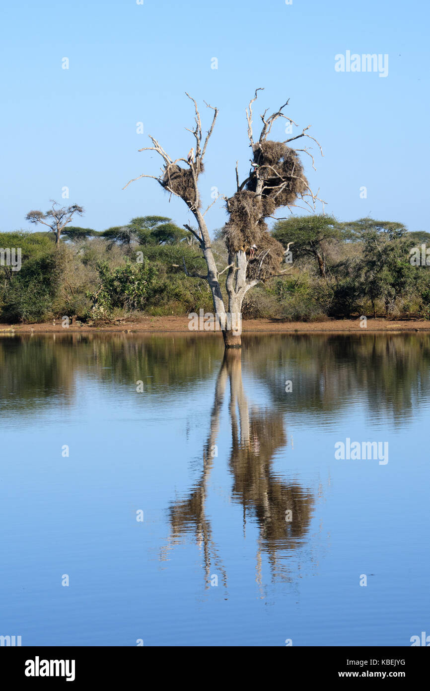 Dead tree in dam with tree reflection on the mirror water Stock Photo ...