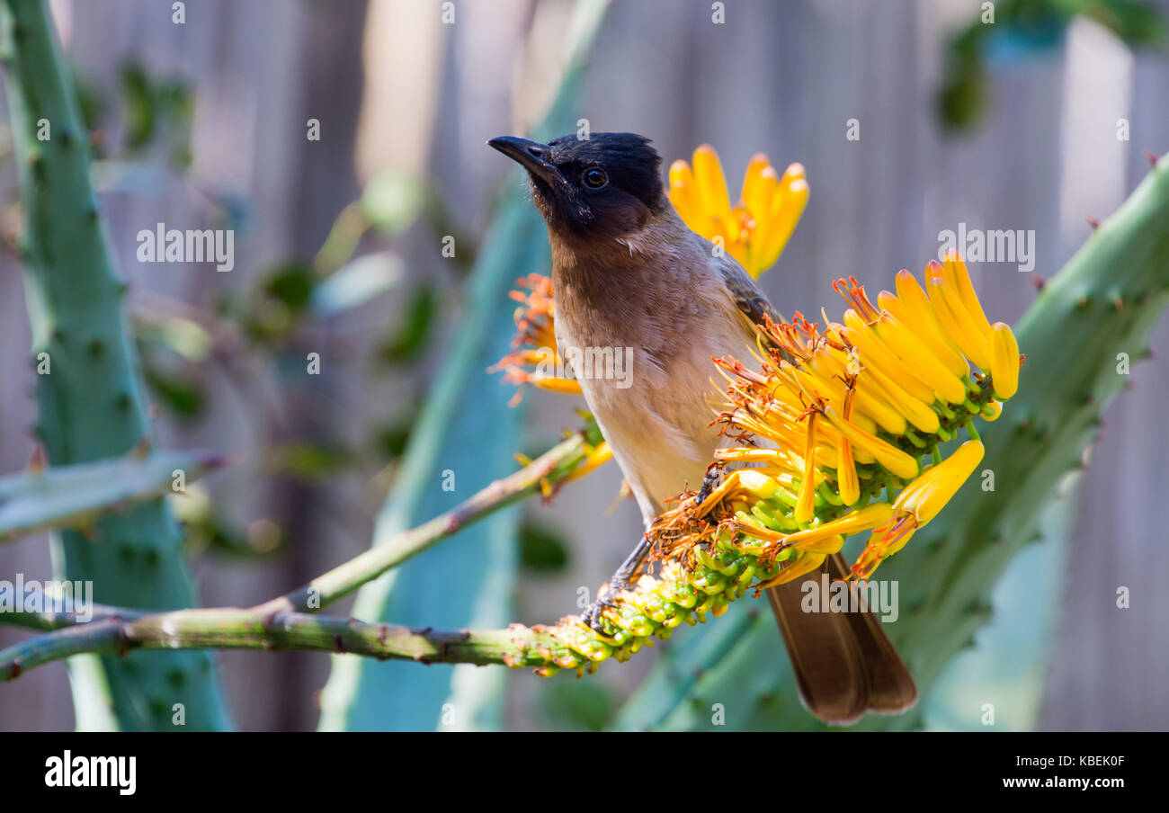 Black eyed bulbul hi-res stock photography and images - Alamy