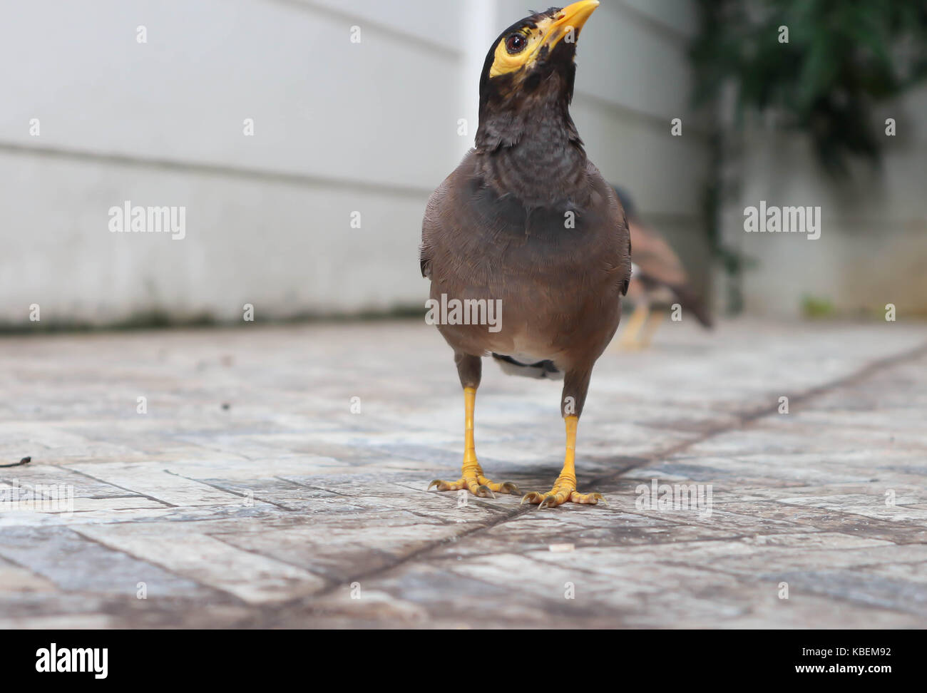 Gracula Religiosa High Resolution Stock Photography and Images - Alamy