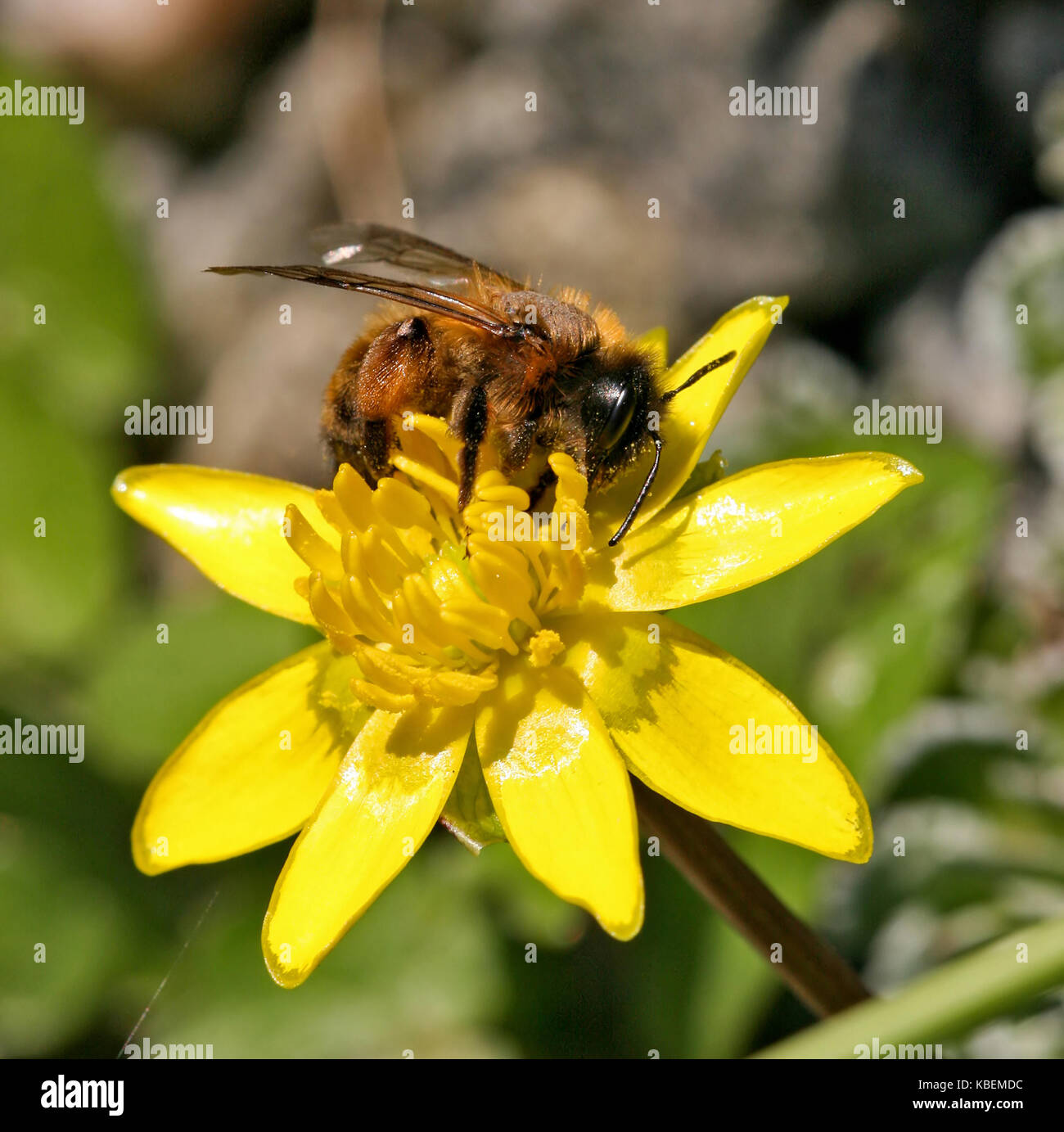 Honey bee collecting pollen Stock Photo - Alamy