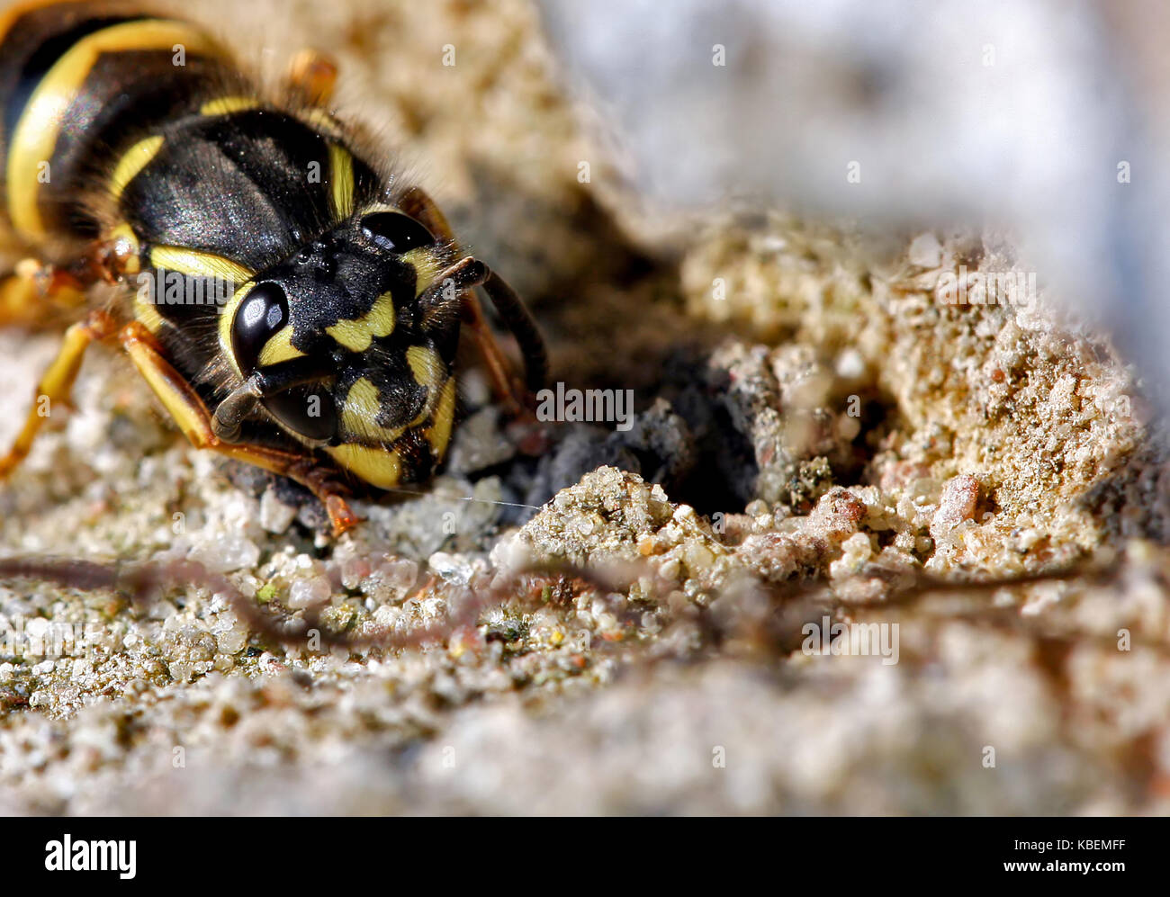 Close-up of a bee Stock Photo - Alamy