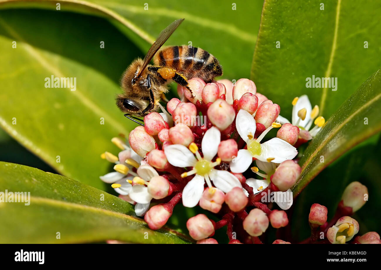 Honey bee collecting pollen Stock Photo - Alamy