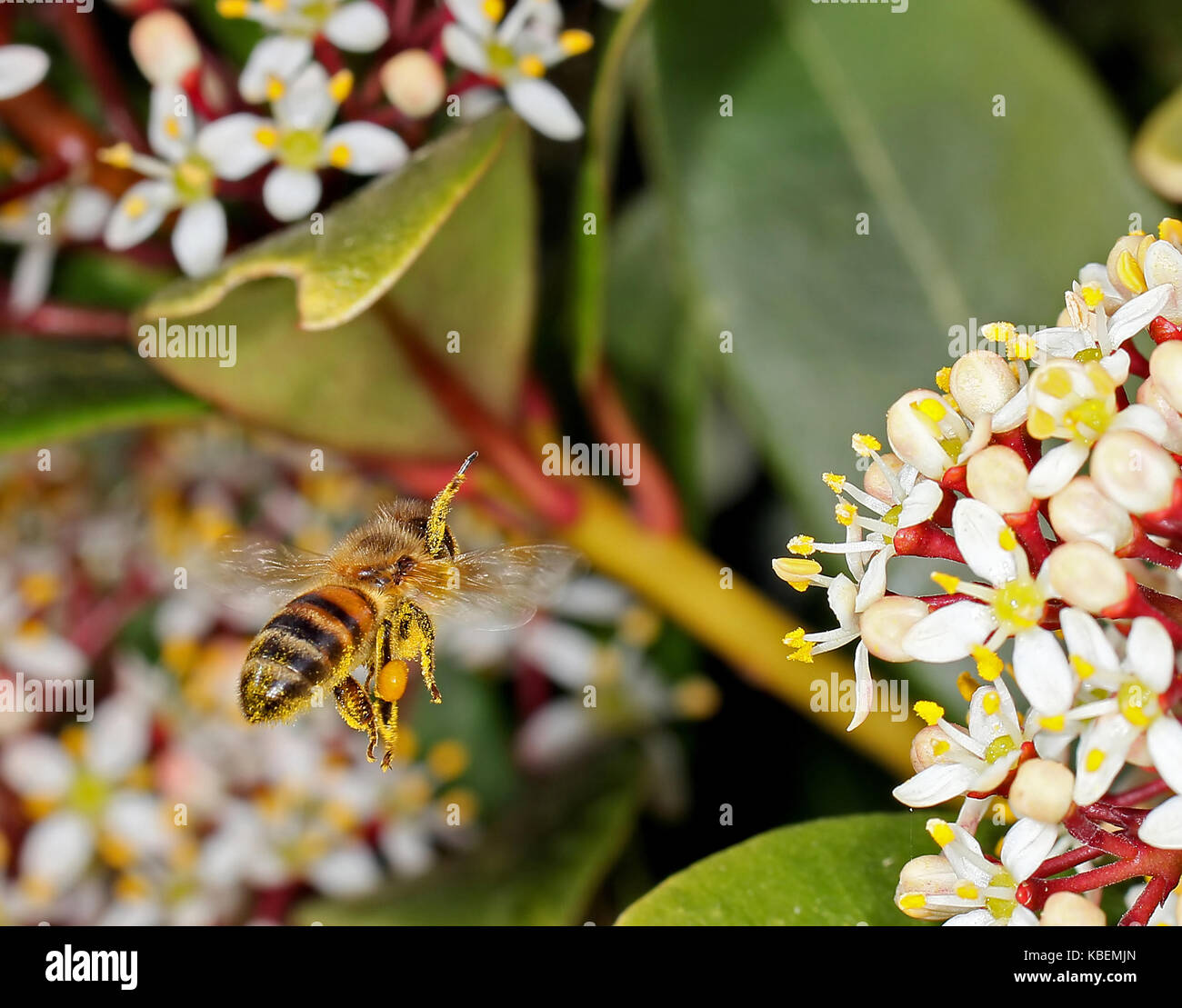 Honey bee collecting pollen Stock Photo - Alamy