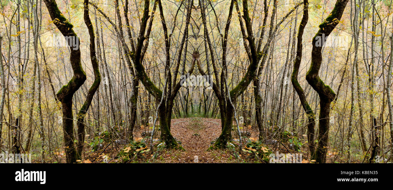 Symmetrical image of an input path in the woods, with autumnal ...