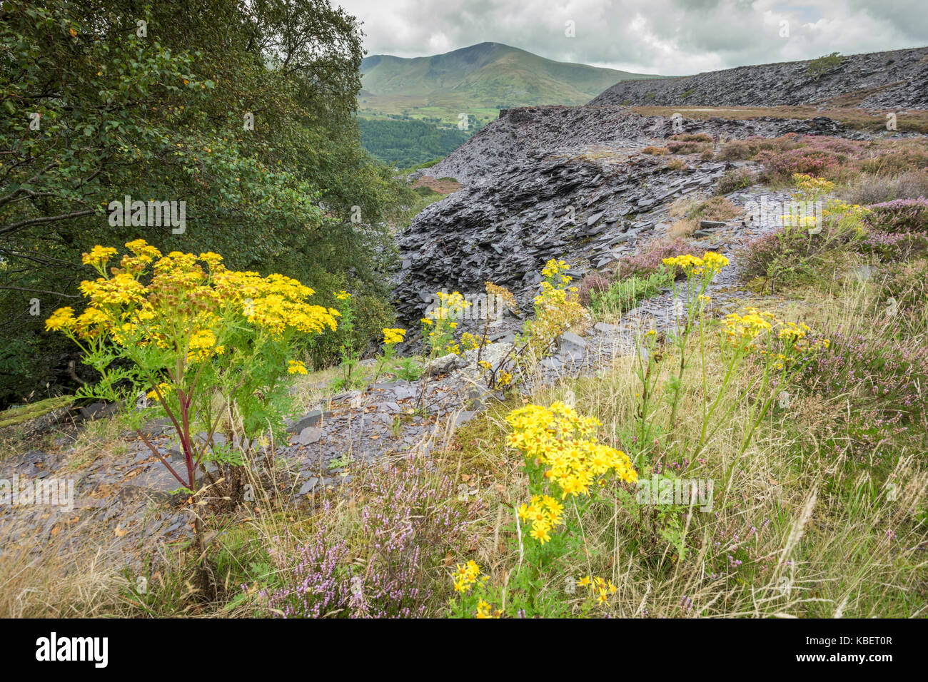 Dinorwic quarry walk hi-res stock photography and images - Alamy