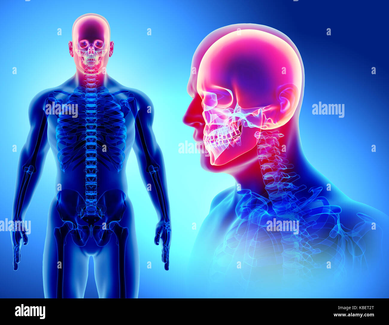 3D illustration of skull anatomy - part of human skeleton, medical ...