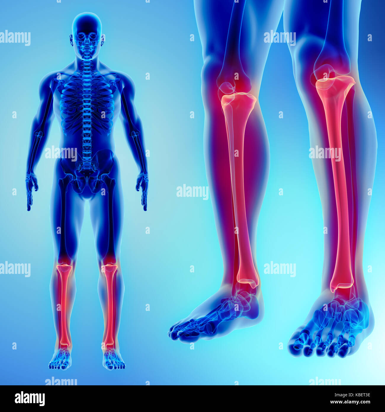 3D illustration of Tibia - Part of Human Skeleton Stock Photo - Alamy
