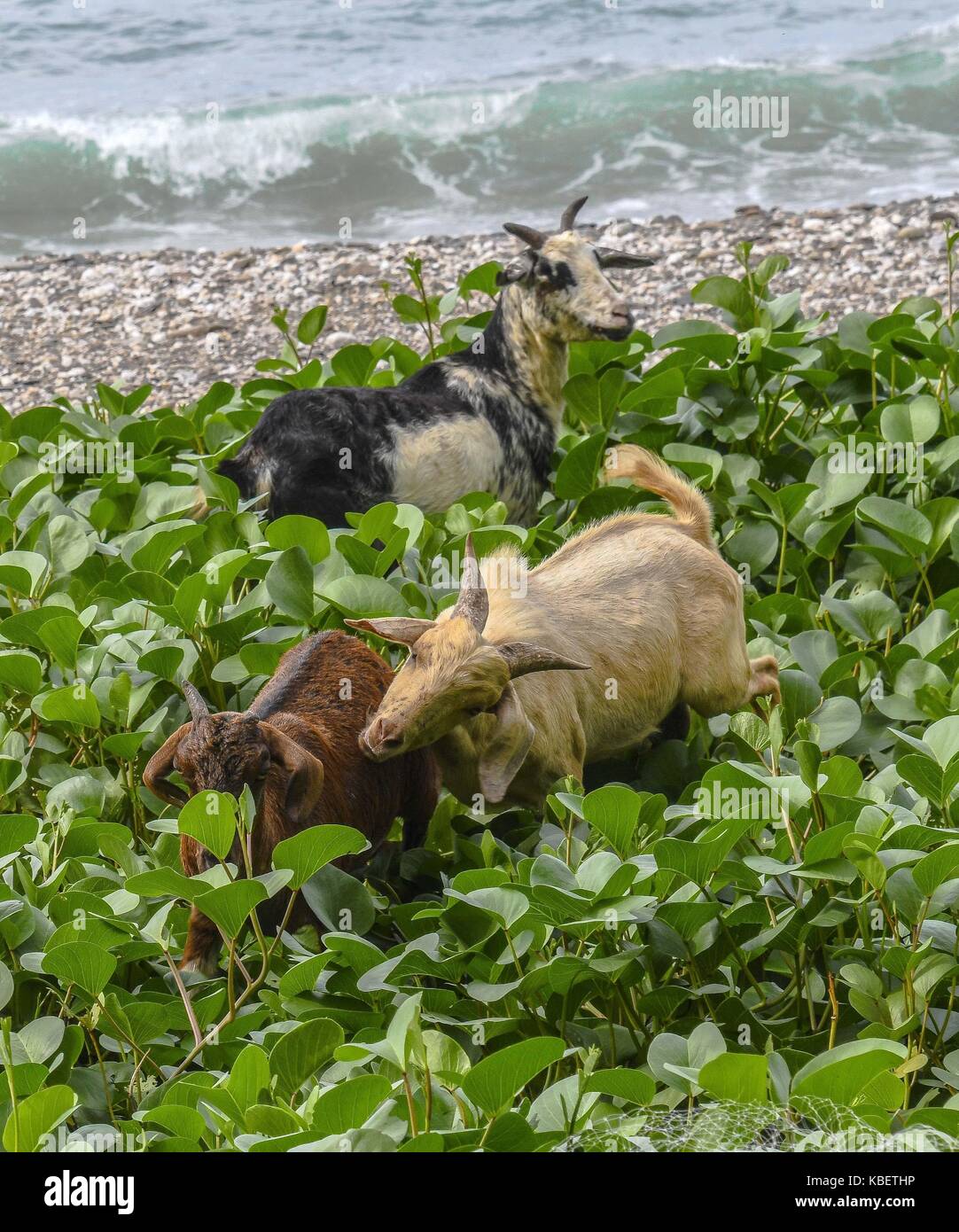 Goats running hi-res stock photography and images - Alamy