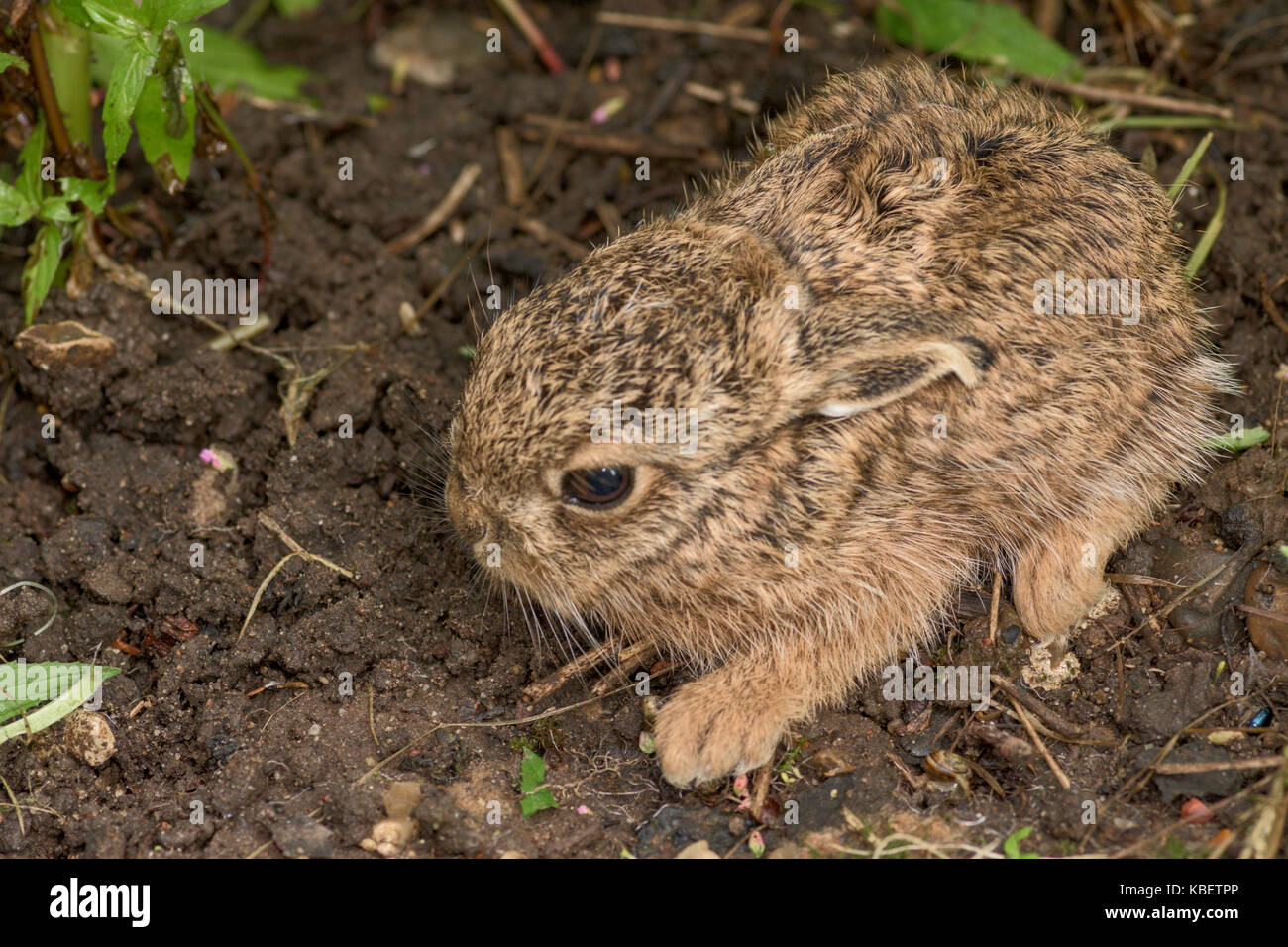 Leveret close up hi-res stock photography and images - Alamy