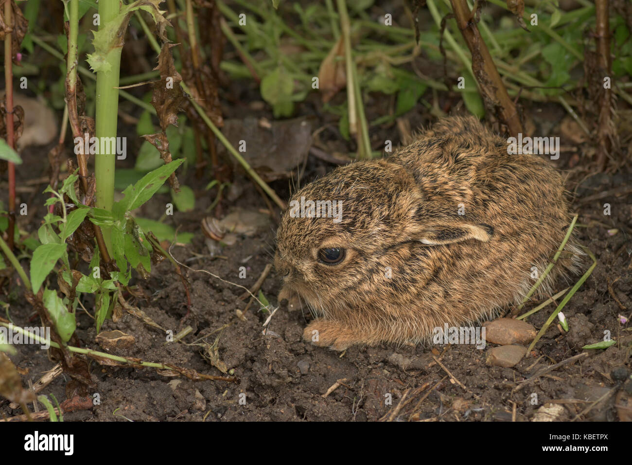 Leveret close up hi-res stock photography and images - Alamy
