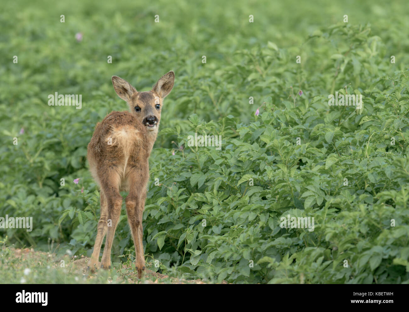 young Roe Deer grasing at the edge of a potato field in Norfolk Stock ...