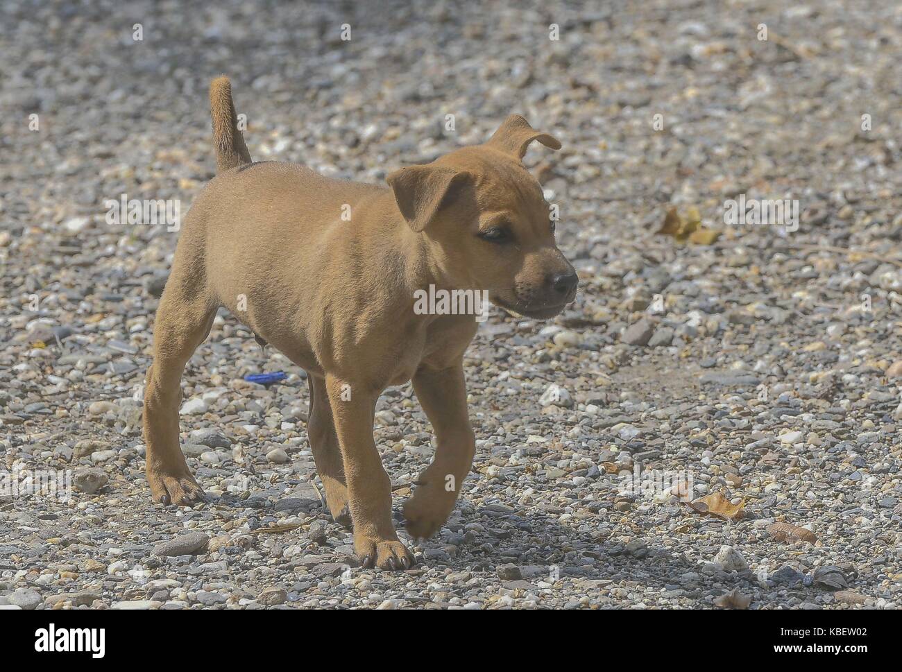 dog at the beach, Dili, Timor-Leste, Jan. 2, 2017 | usage worldwide ...