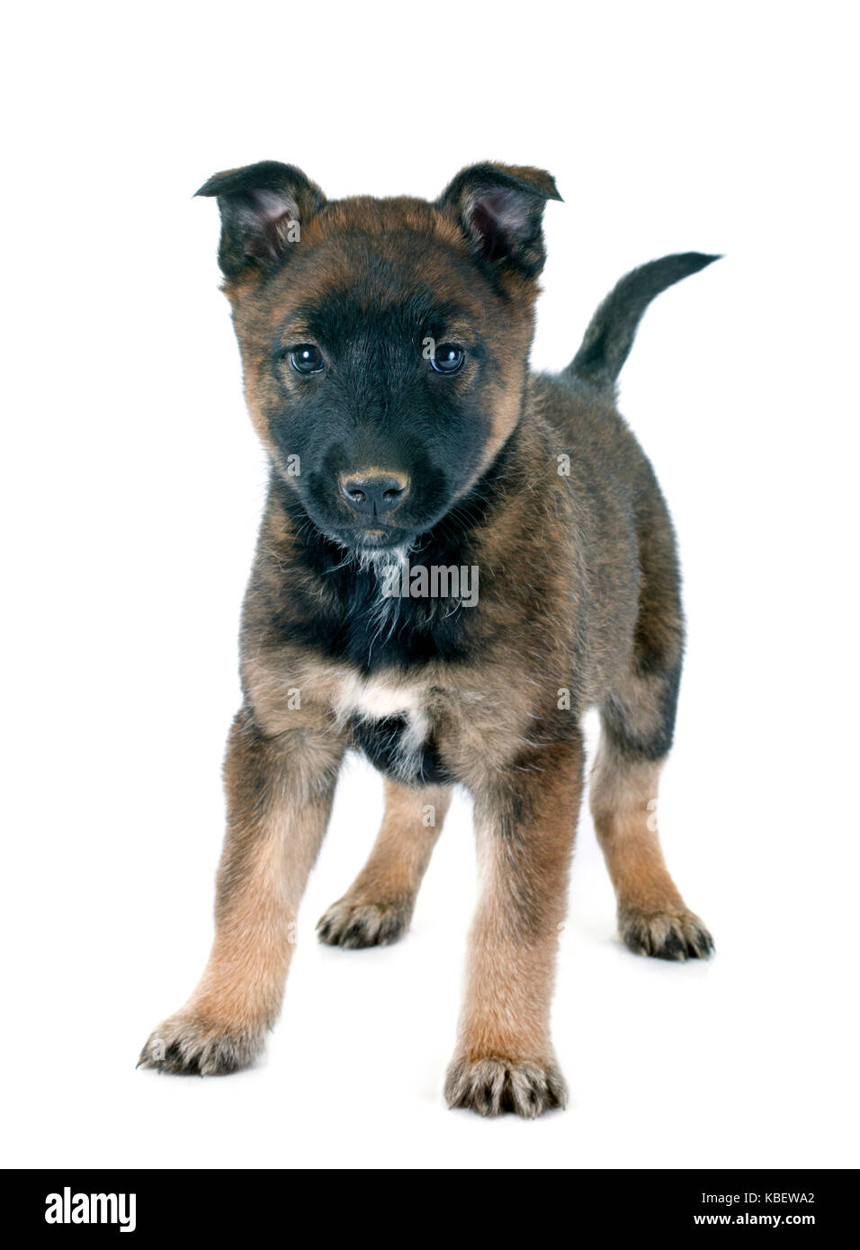 puppy malinois in front of white background Stock Photo - Alamy