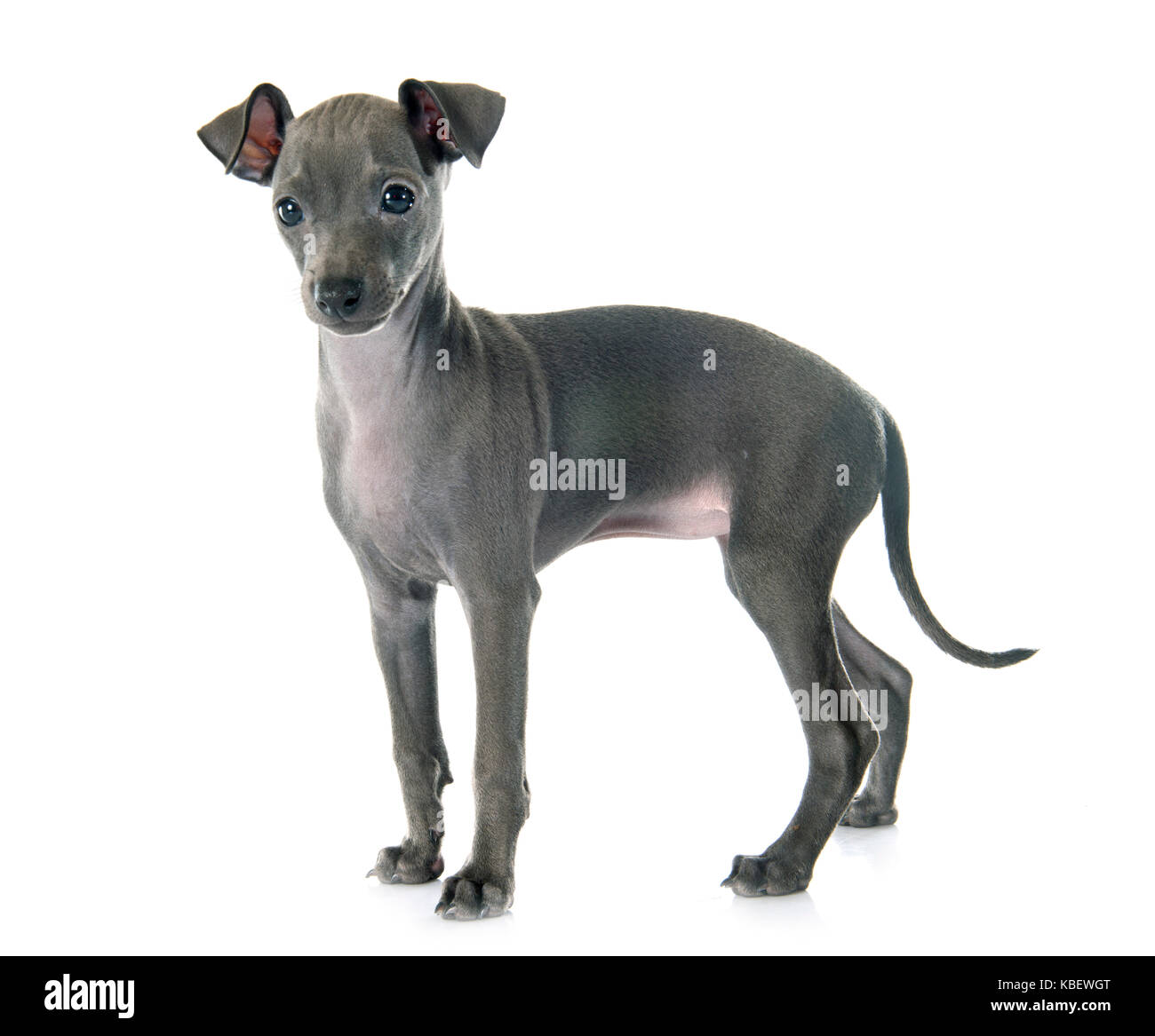 Mini Greyhound Dog