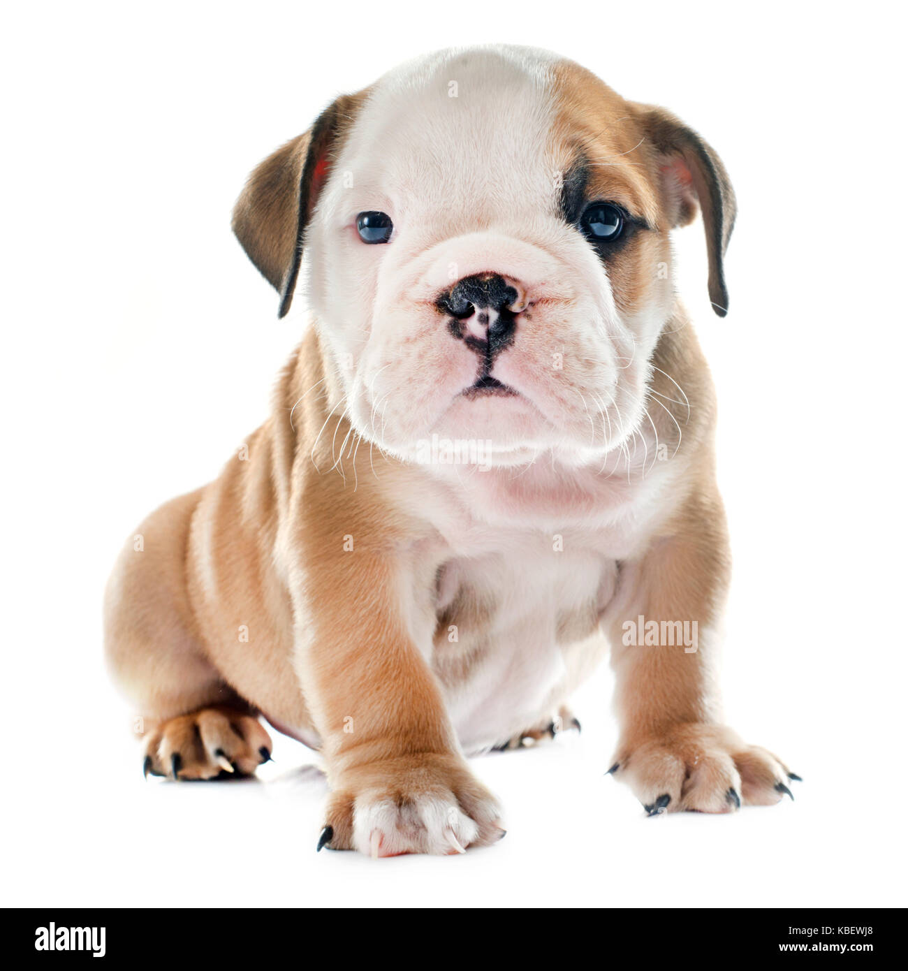 puppy english bulldog in front of white background Stock Photo - Alamy