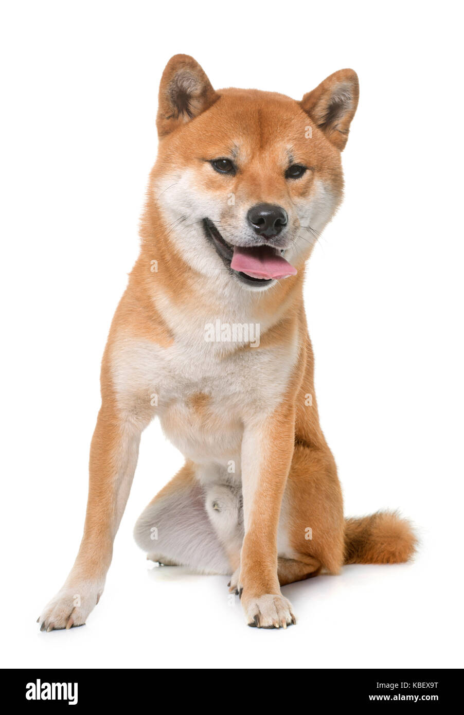 young shiba inu in front of white background Stock Photo - Alamy