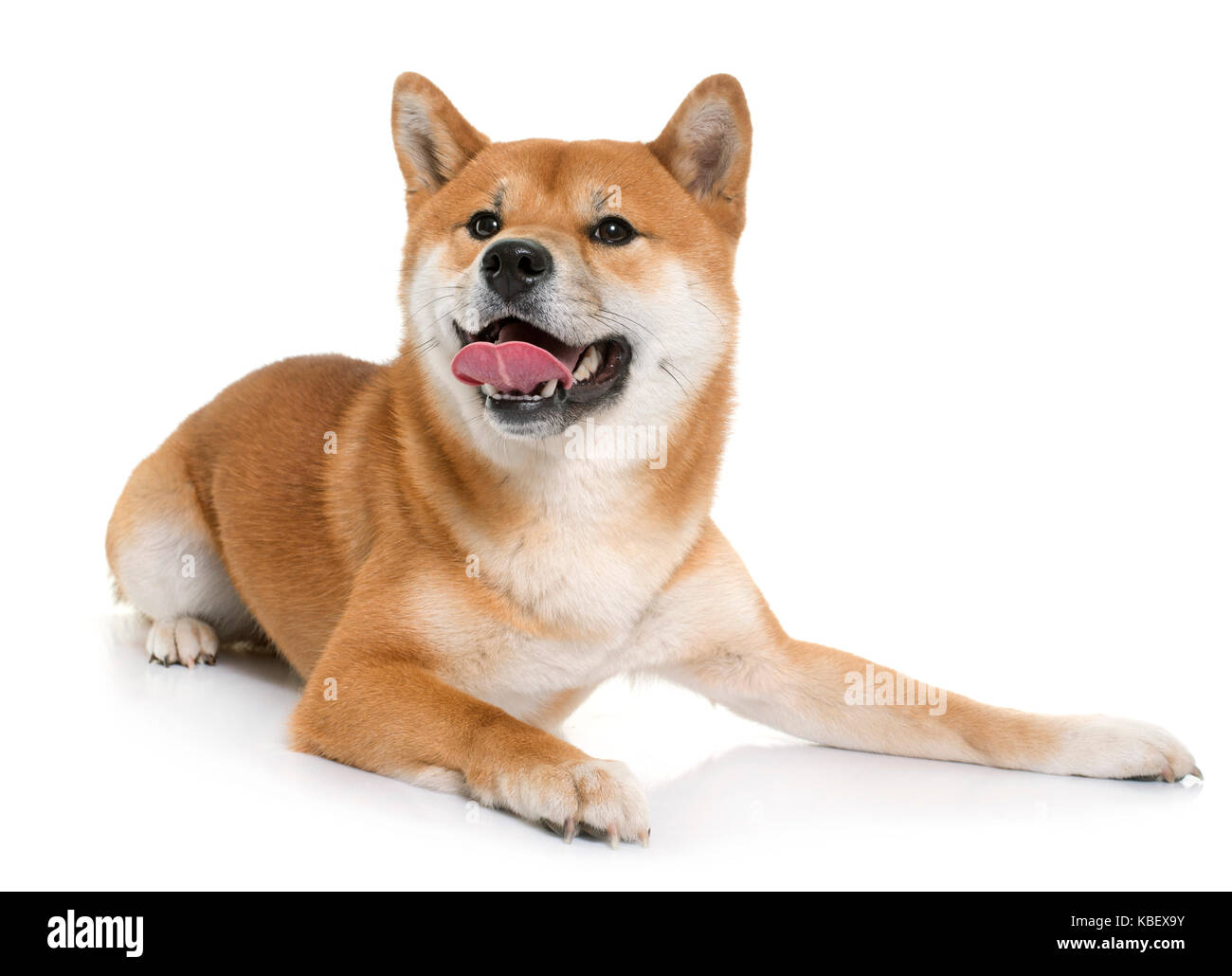 young shiba inu in front of white background Stock Photo - Alamy
