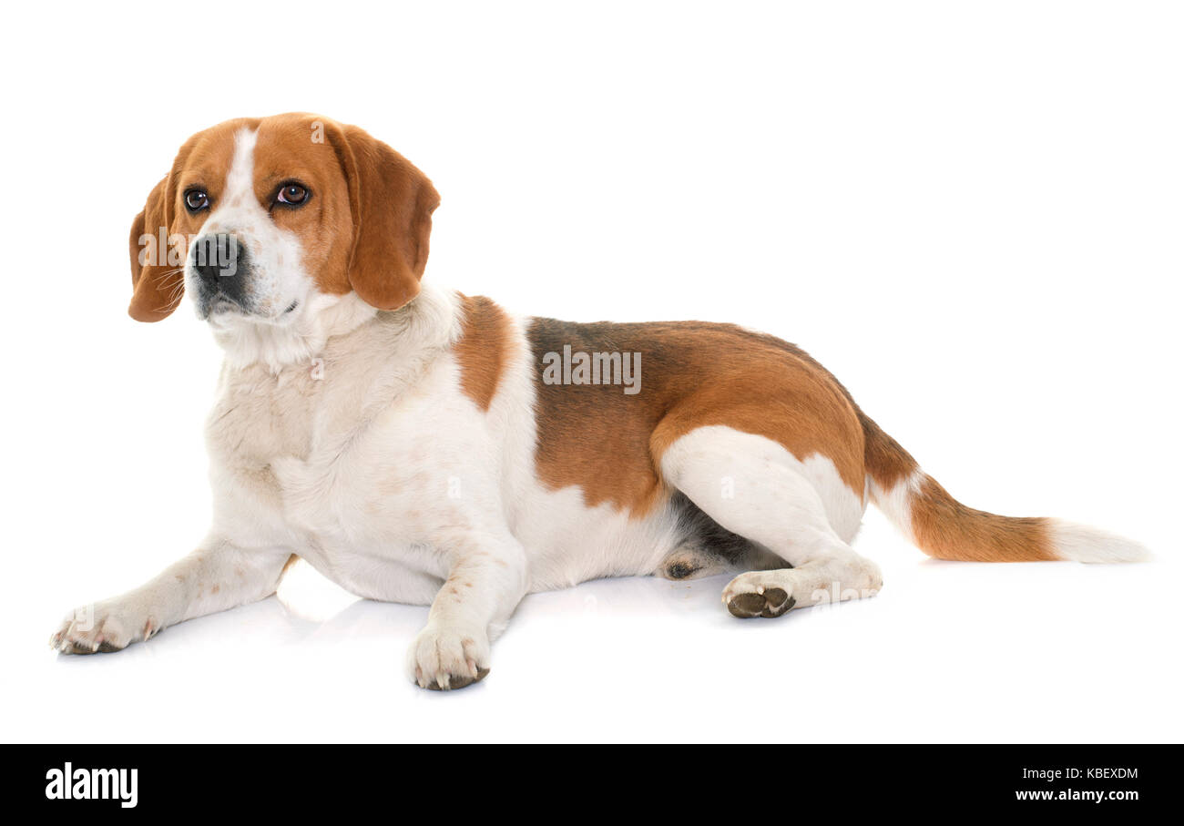 adult beagle in front of white background Stock Photo - Alamy