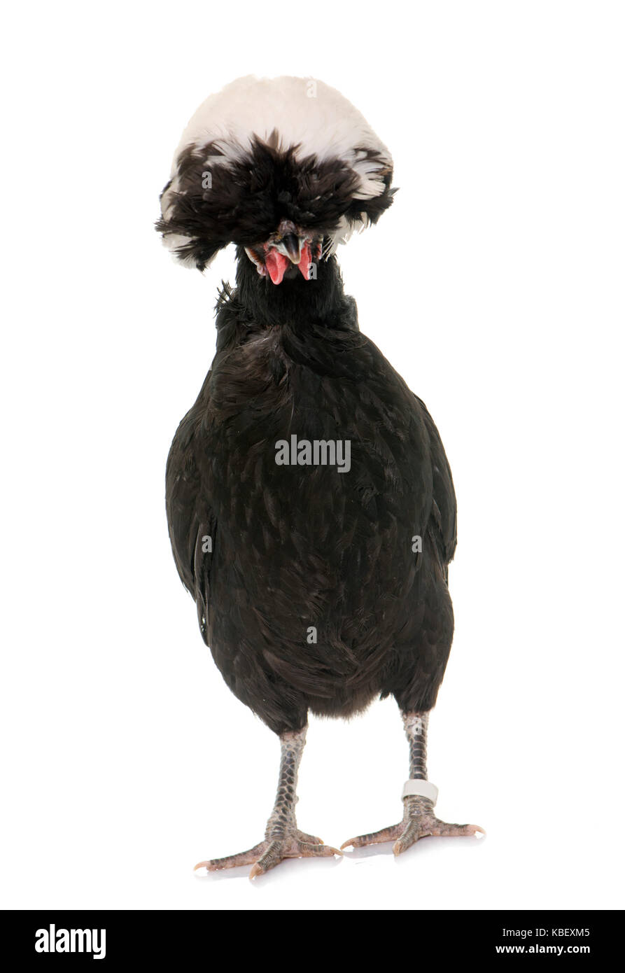 Polish chicken in front of white background Stock Photo - Alamy