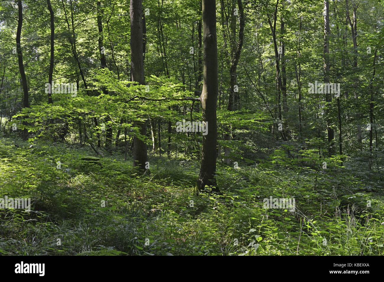 Dense young beech forest on the range of hills Deister near Lauenau ...