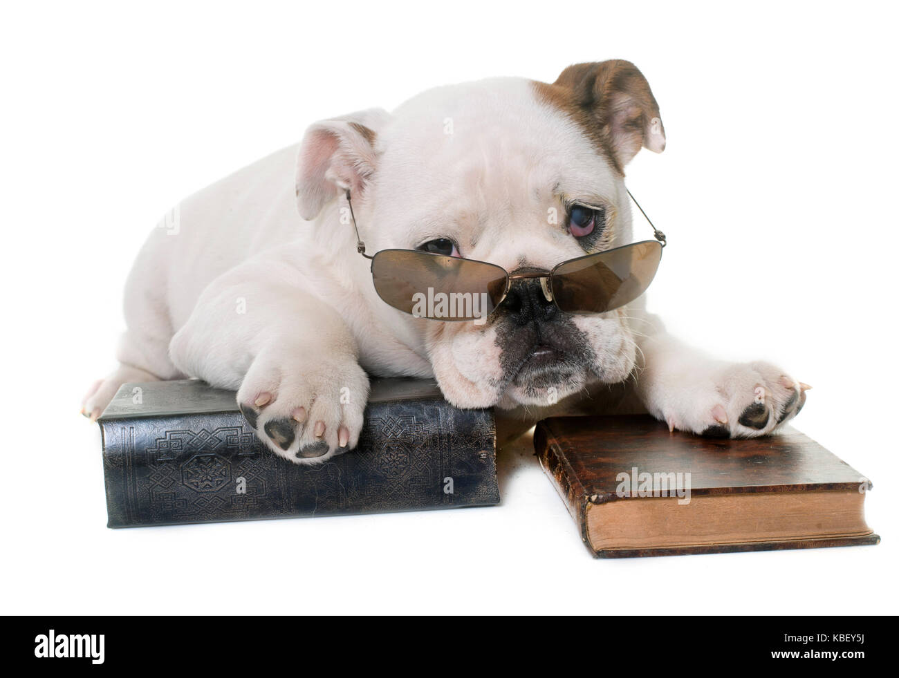 puppy english bulldog reading in front of white background Stock Photo ...