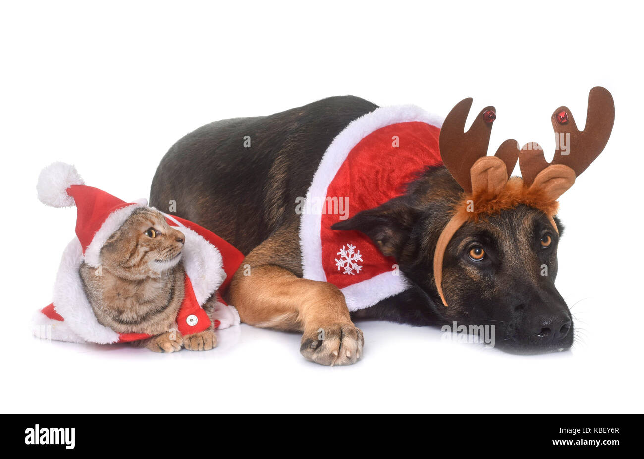 belgian shepherd malinois and cat in front of white background Stock ...
