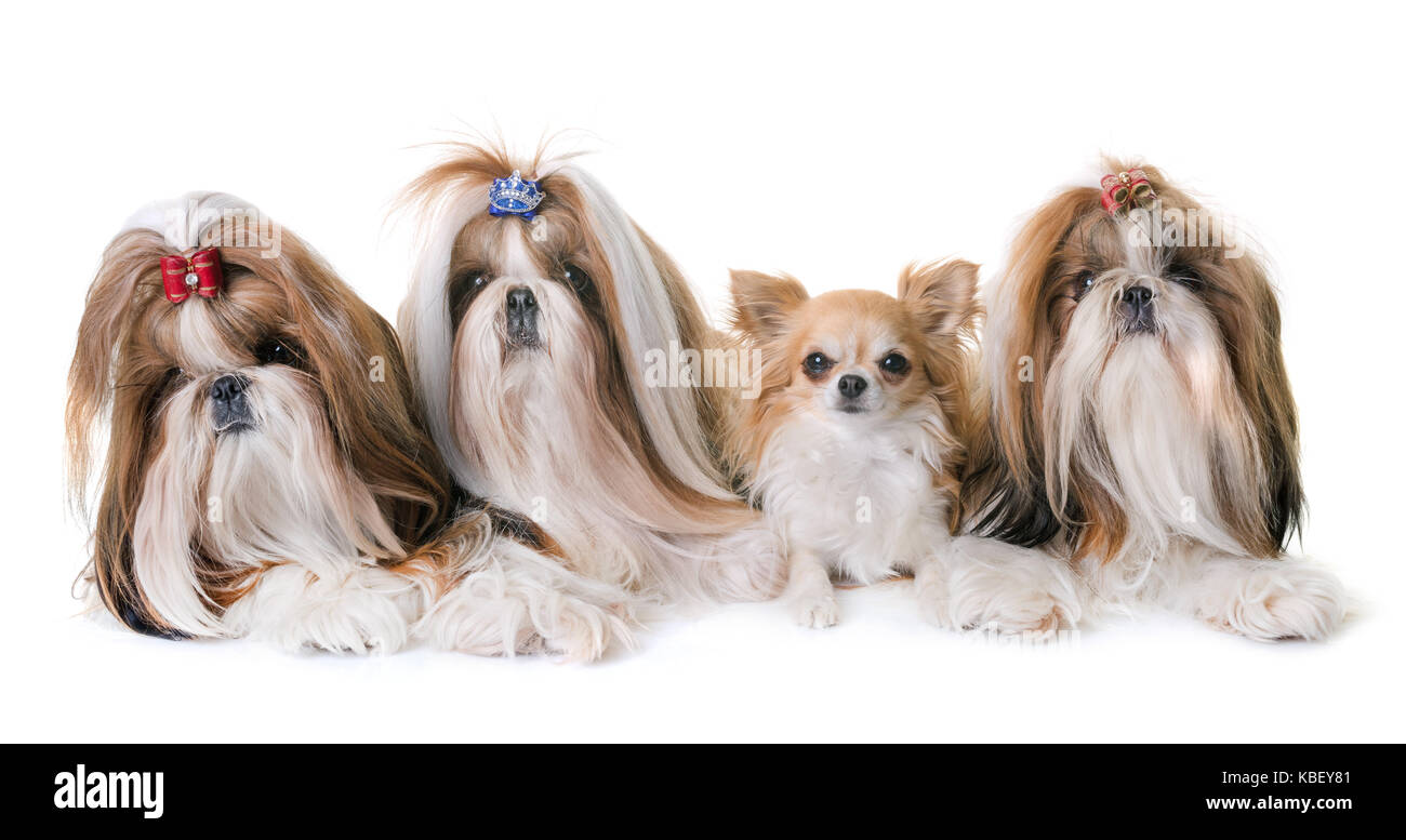 Chinese Crested Shih Tzu Mix