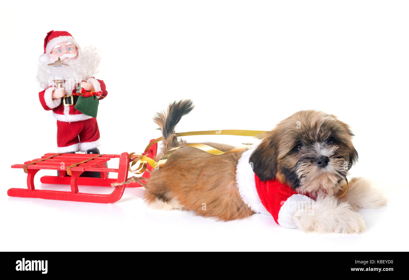 dog and christmas decoration in front of white background Stock Photo ...