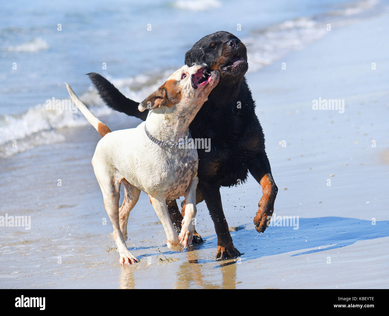 two dogs playing together on the beach Stock Photo - Alamy