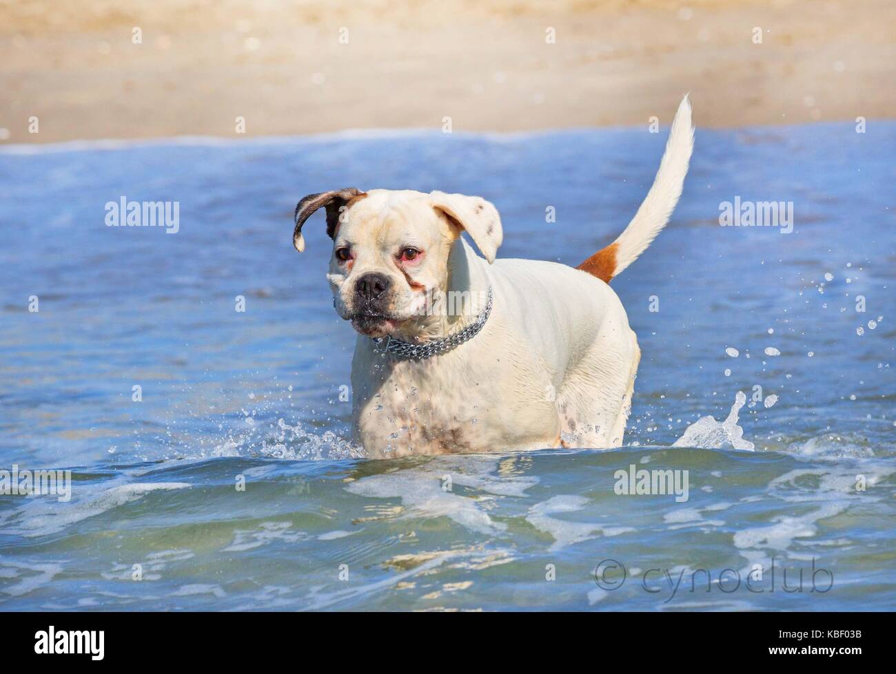 white boxer swimming in the sea in autumn Stock Photo - Alamy