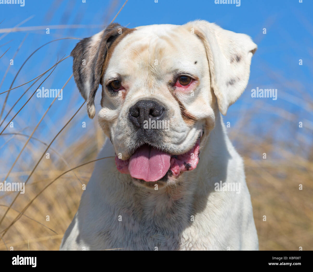 portrait of a white boxer in the nature Stock Photo - Alamy