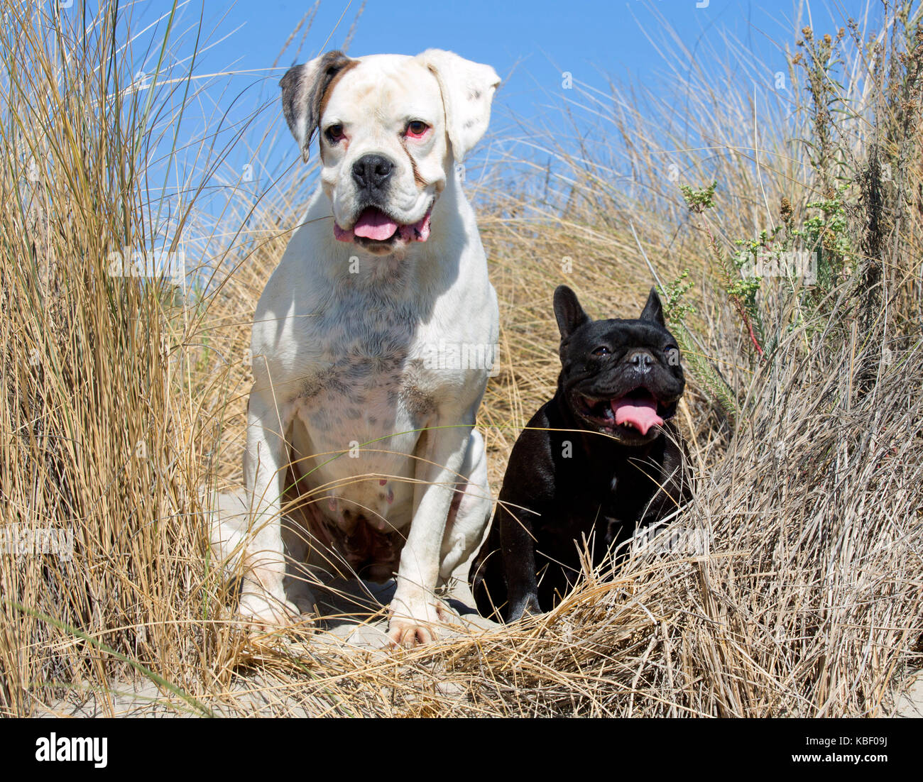 boxer and french bulldog in the nature Stock Photo - Alamy