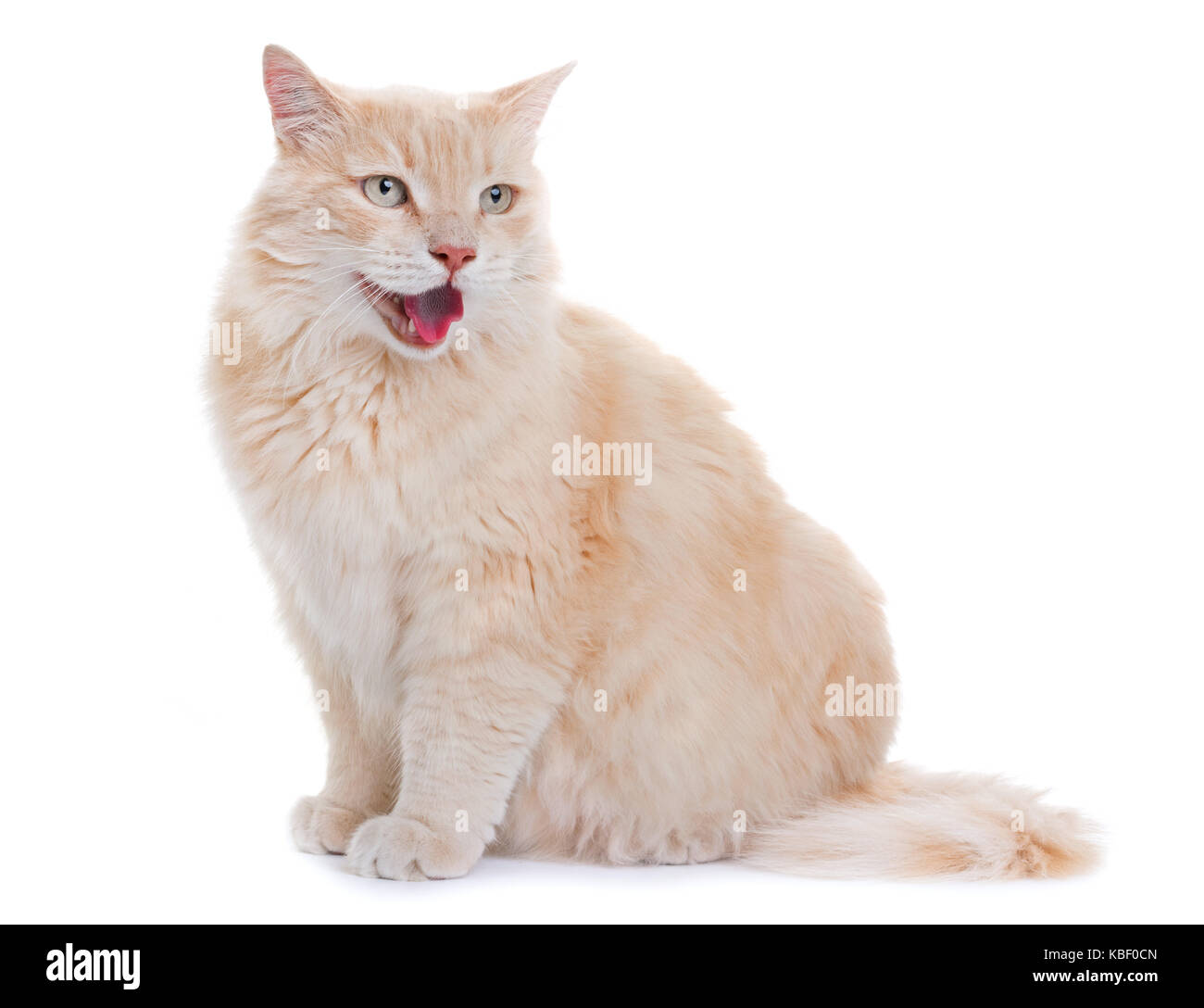 ginger cat in front of white background Stock Photo - Alamy