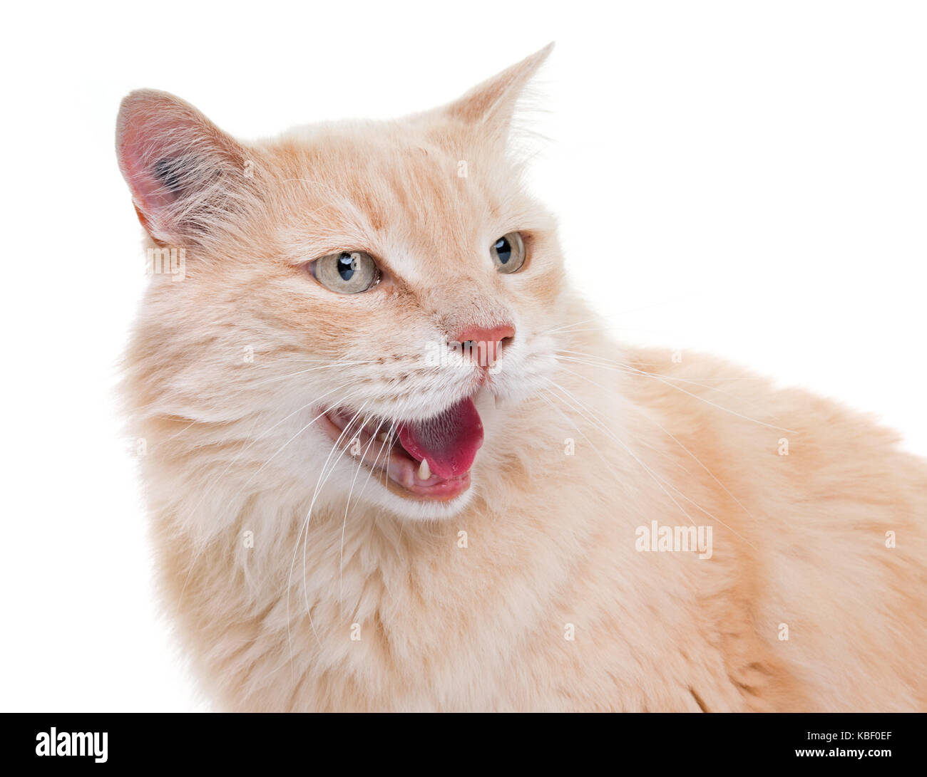 ginger cat in front of white background Stock Photo - Alamy