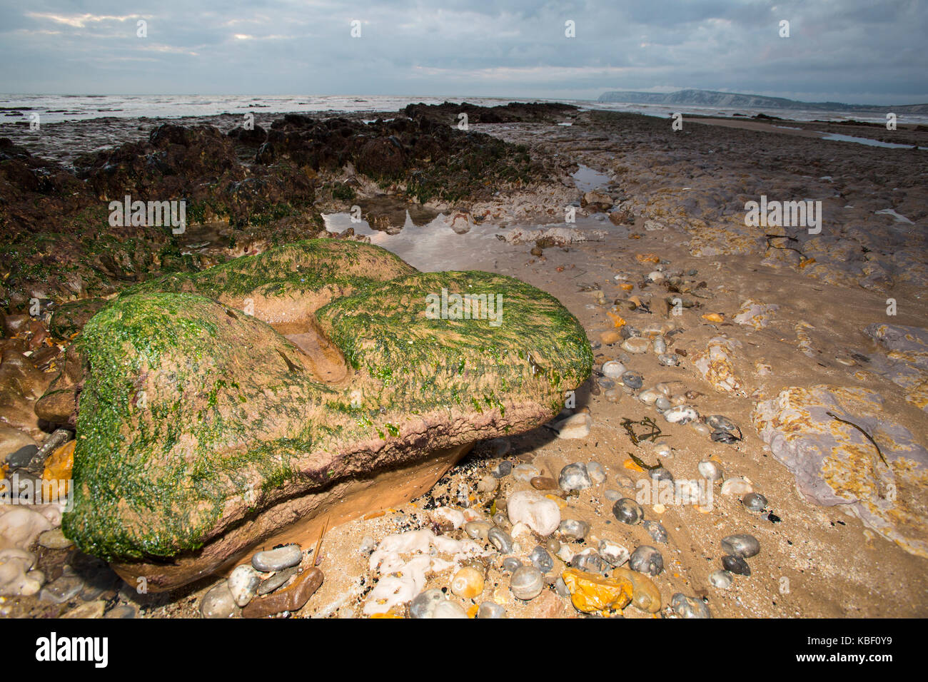 Iguanodon, fossil, footprint, cast, on the ,fossils,beach ,at Compton ...