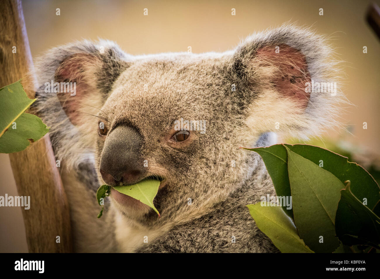 Cute Koala eating a gumleafCute Koala eating a gumleaf Stock Photo - Alamy
