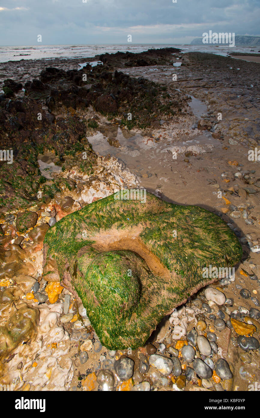 Iguanodon, fossil, footprint, cast, on the ,fossils,beach ,at Compton ...