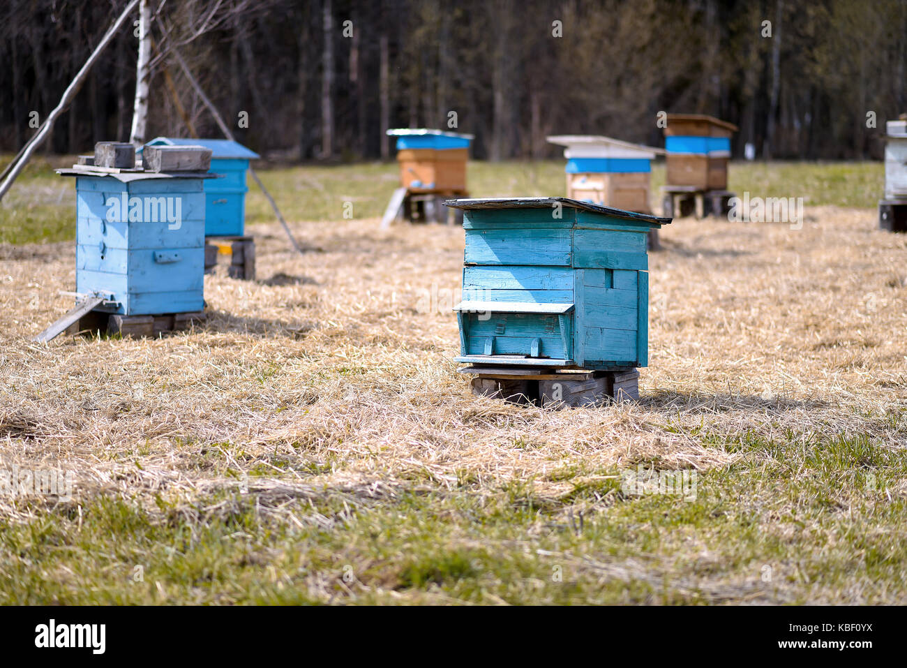 Bee ulii standing in field Stock Photo - Alamy