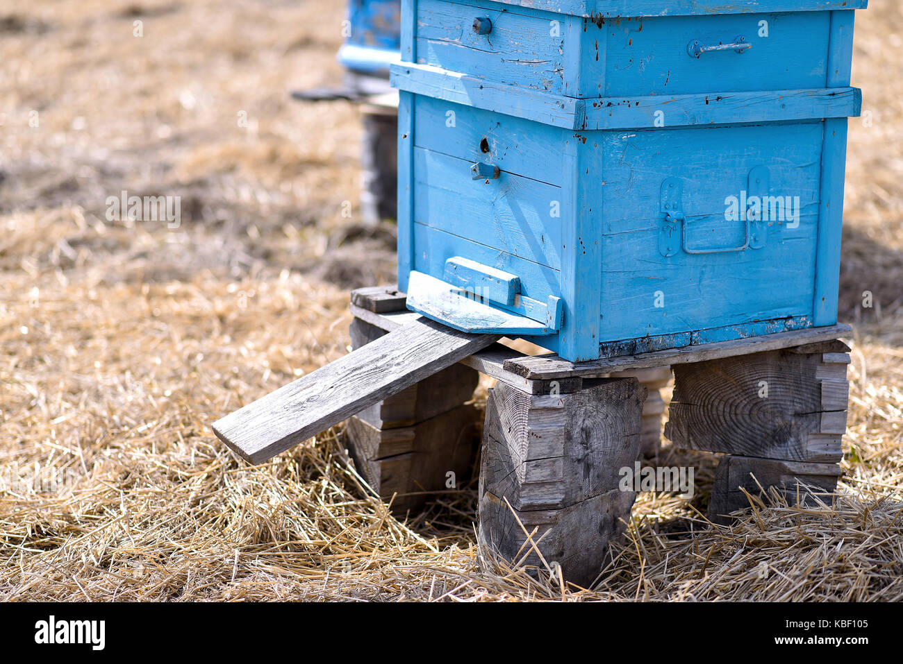 Bee ulii standing in field Stock Photo - Alamy