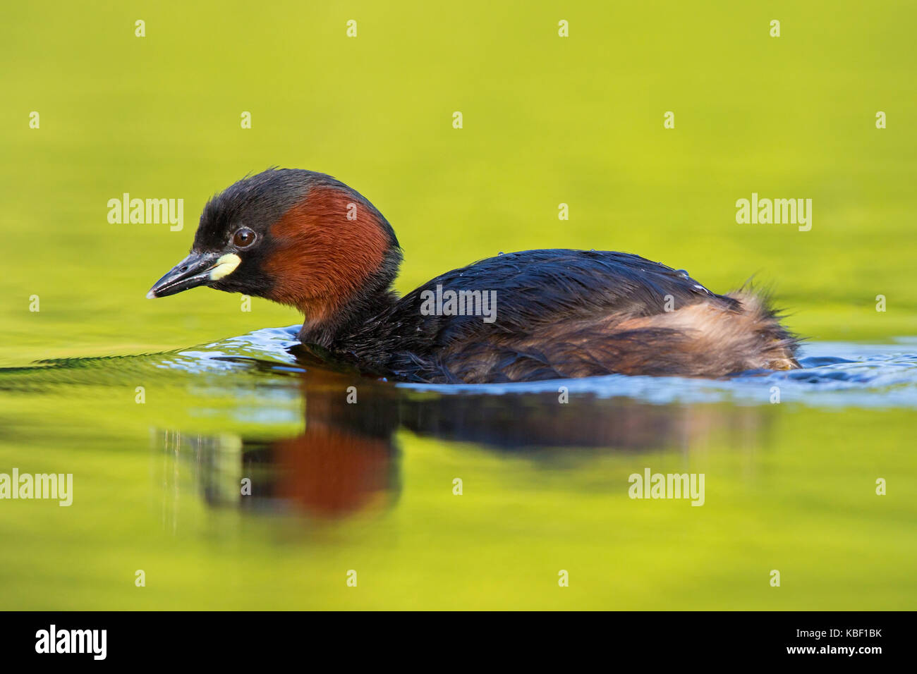Midget diver, Podiceps ruficollis, little grebe, Zwergtaucher Stock ...