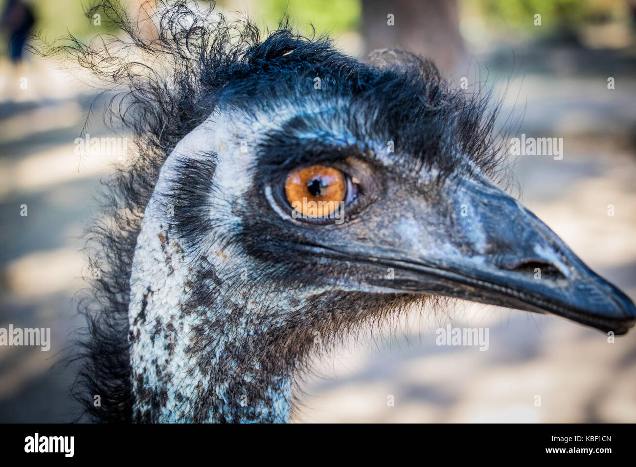 Close up od emu's beady eye Stock Photo - Alamy