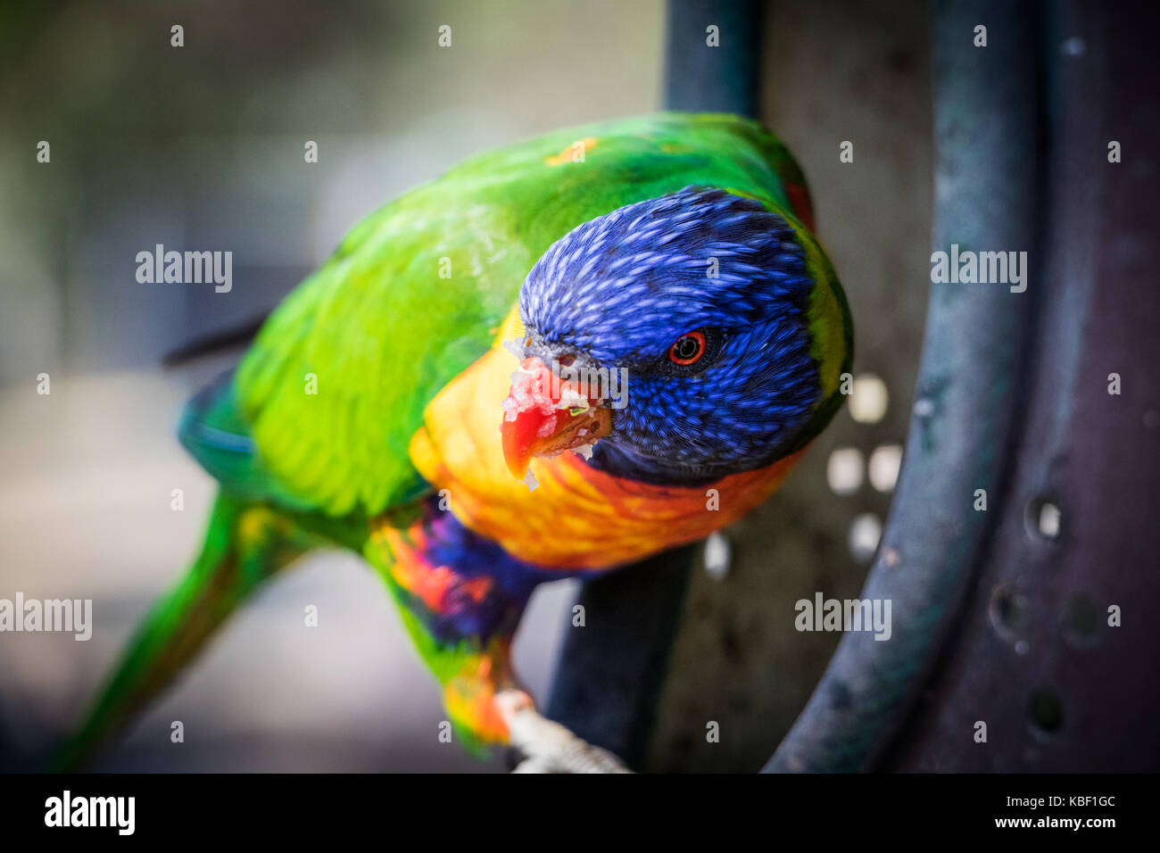 Colourful Lorikeet feeding Stock Photo - Alamy