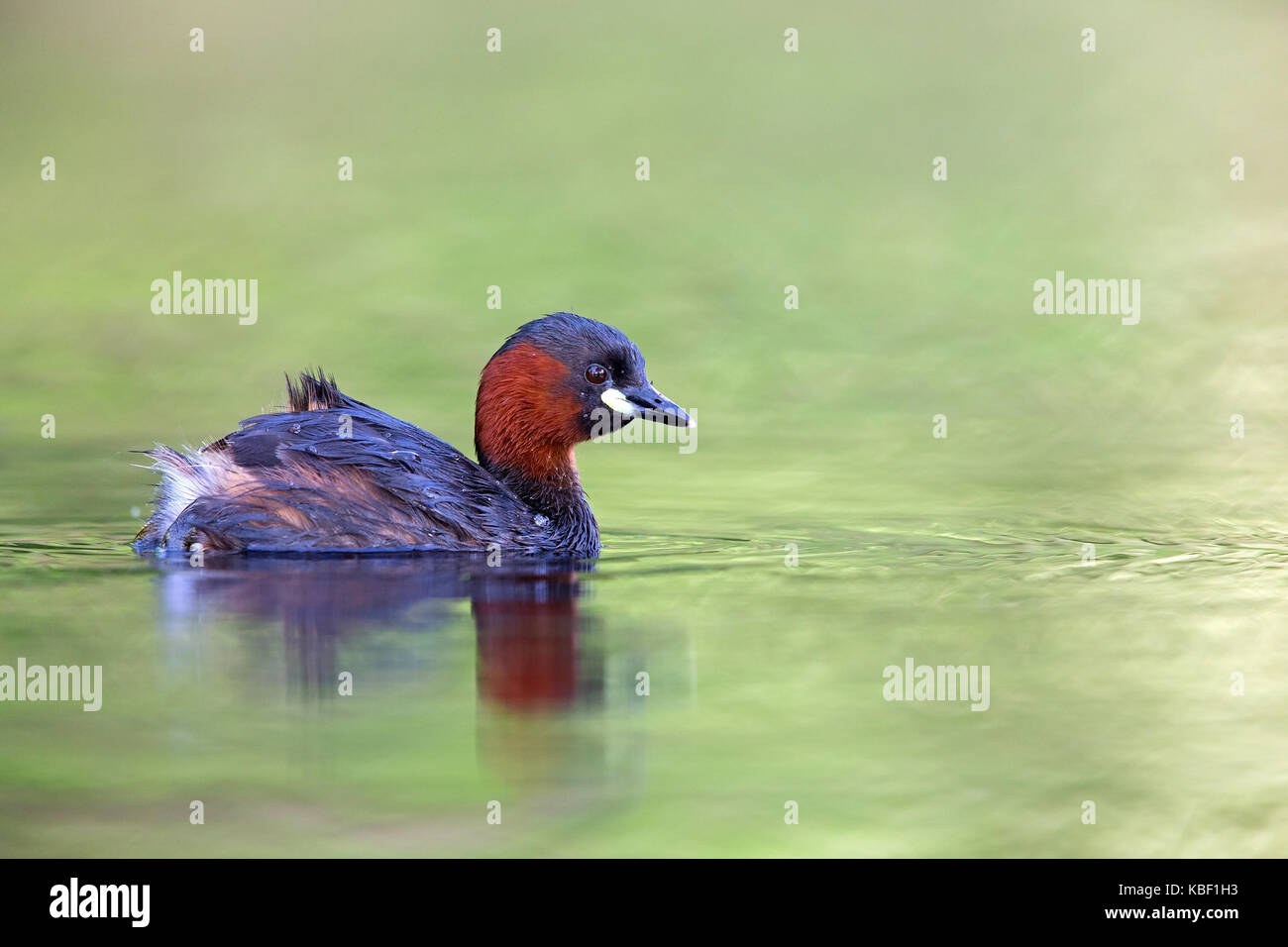 Midget diver, Podiceps ruficollis, little grebe, Zwergtaucher Stock ...