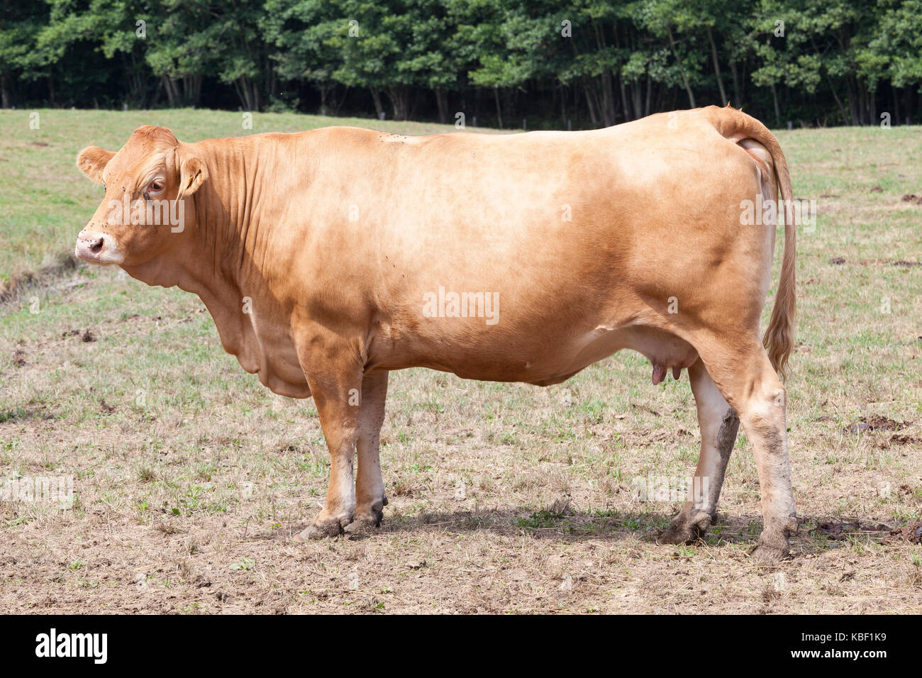 Close up side view of a brown Limousin beef cow in a dry autumn pasture ...
