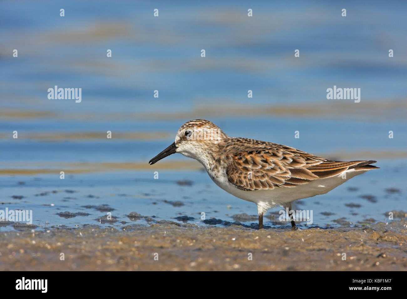 Midget sandpiper, Little Stint, Calidris minuta, B ? ? casseau minute ...