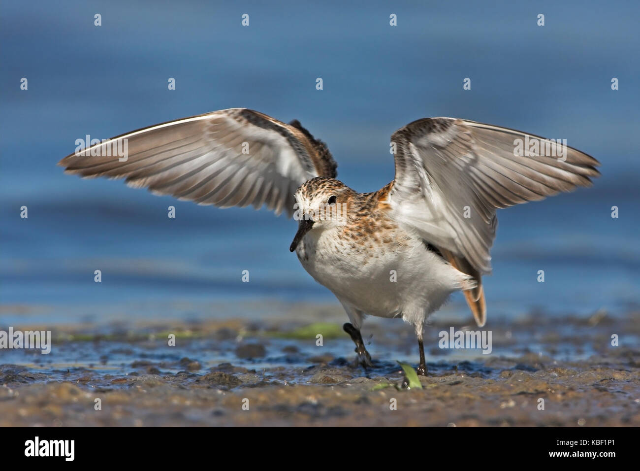 Midget sandpiper, Little Stint, Calidris minuta, B ? ? casseau minute ...