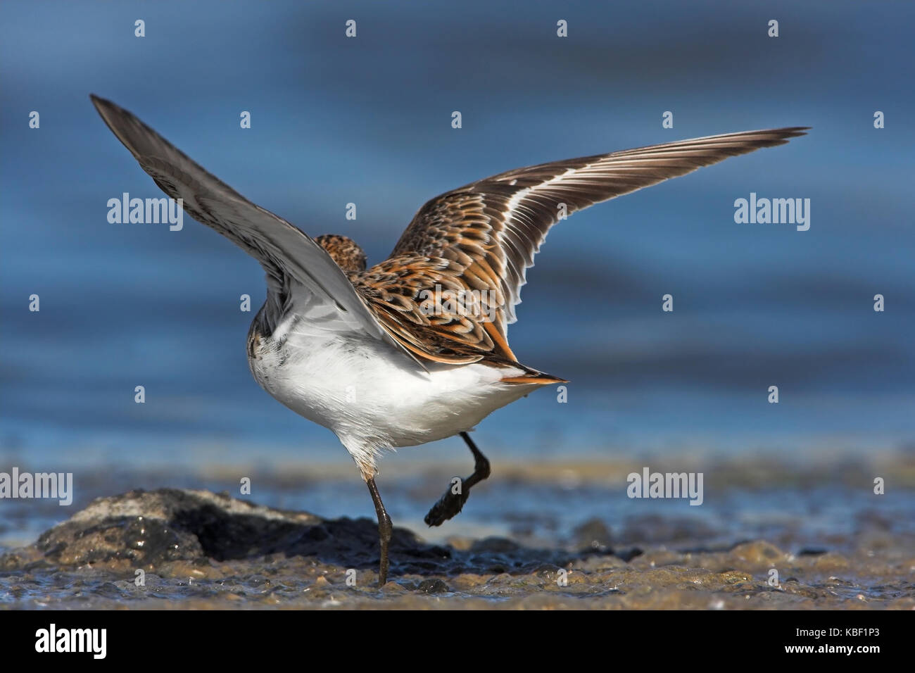 Midget sandpiper, Little Stint, Calidris minuta, B ? ? casseau minute ...