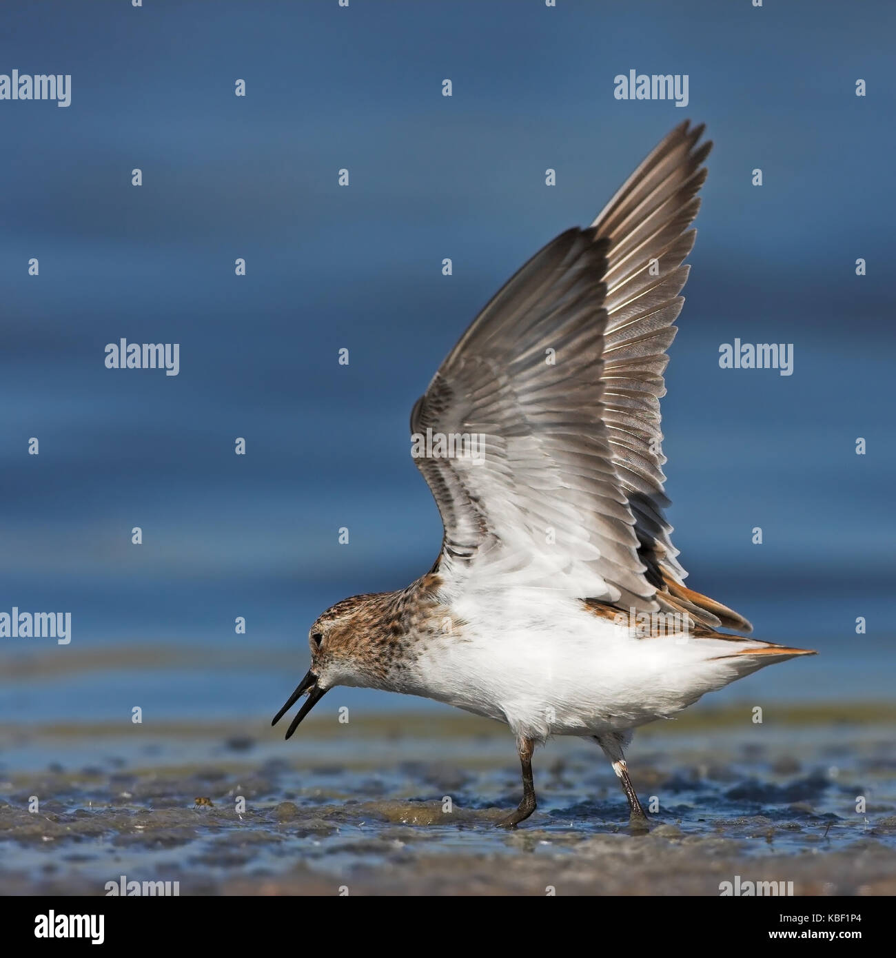 Midget sandpiper, Little Stint, Calidris minuta, B ? ? casseau minute ...