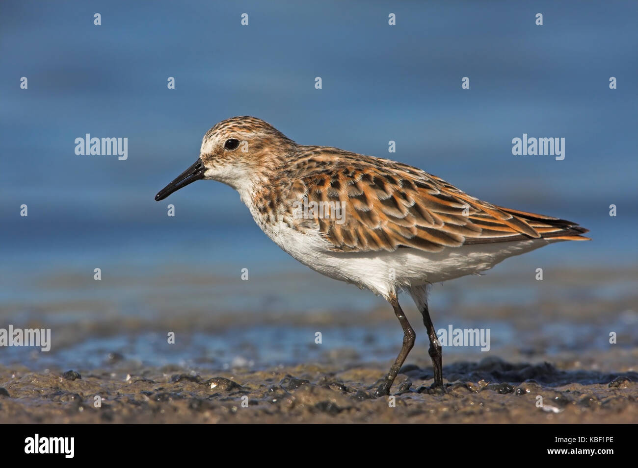 Midget sandpiper, Little Stint, Calidris minuta, B ? ? casseau minute ...
