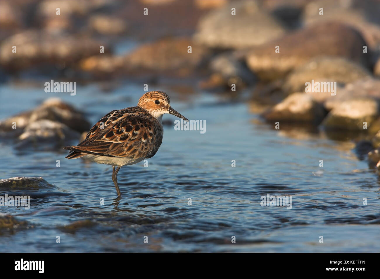 Midget sandpiper, Little Stint, Calidris minuta, B ? ? casseau minute ...